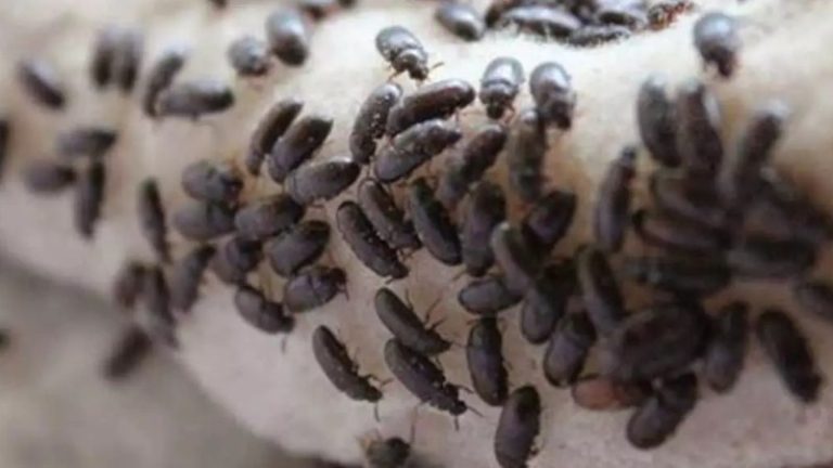 Cara Mudah dan Murah Budidaya Semut Jepang